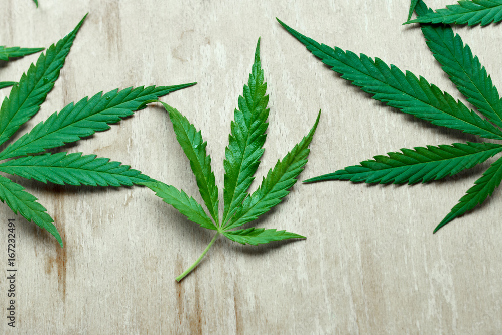 Cannabis Leaf. Hemp is a common name for Cannabis sativa and the name ...