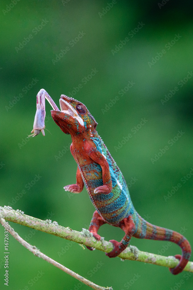 Chameleon Furcifer pardalis Ambolobe 2 years old, Madagascar endemic ...
