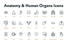 Anatomy Doodles Free Stock Photo - Public Domain Pictures