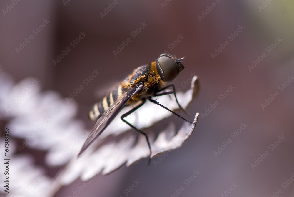 Mutuca de cavalo (Tabanus bovinus) | Horse Fly Stock Photo | Adobe Stock