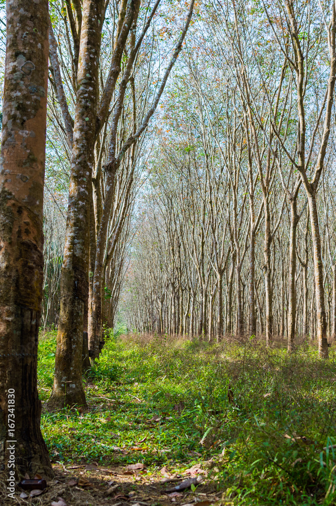 Rows a lot of rubber tree in Thailand. Mass production of rubber Stock ...