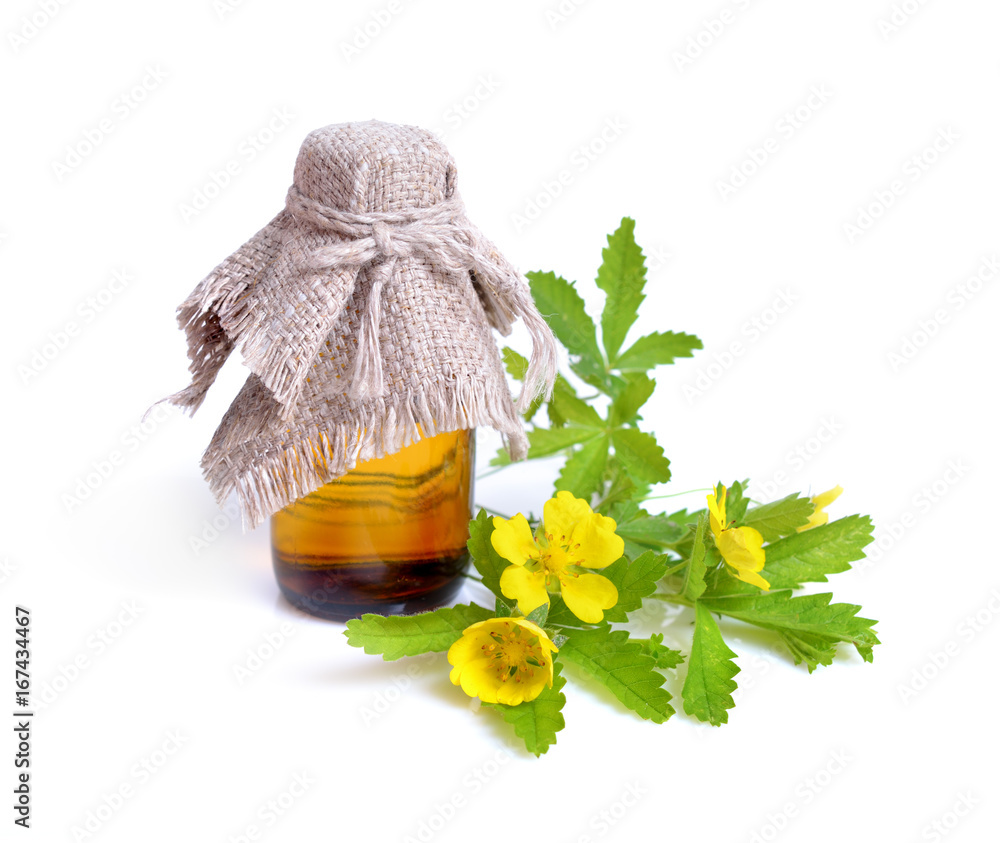 Potentilla reptans, known as the creeping cinquefoil, European ...