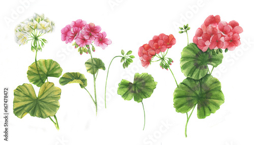 Flowers Geraniums Drawing