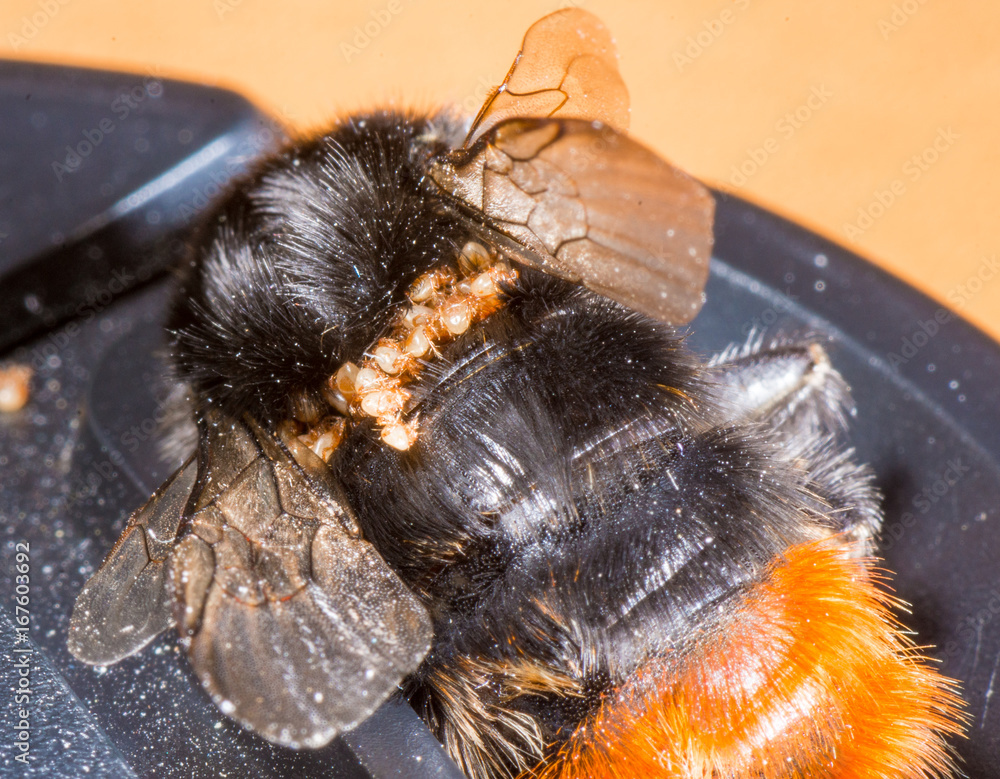 Parasites infesting red tailed bumble bee Stock Photo | Adobe Stock