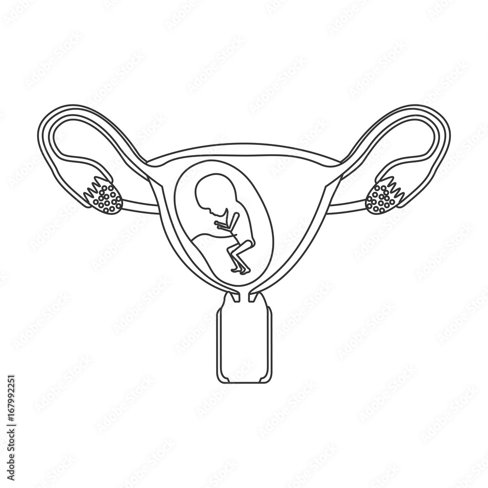 monochrome silhouette of female reproductive system ovaries with fetus ...