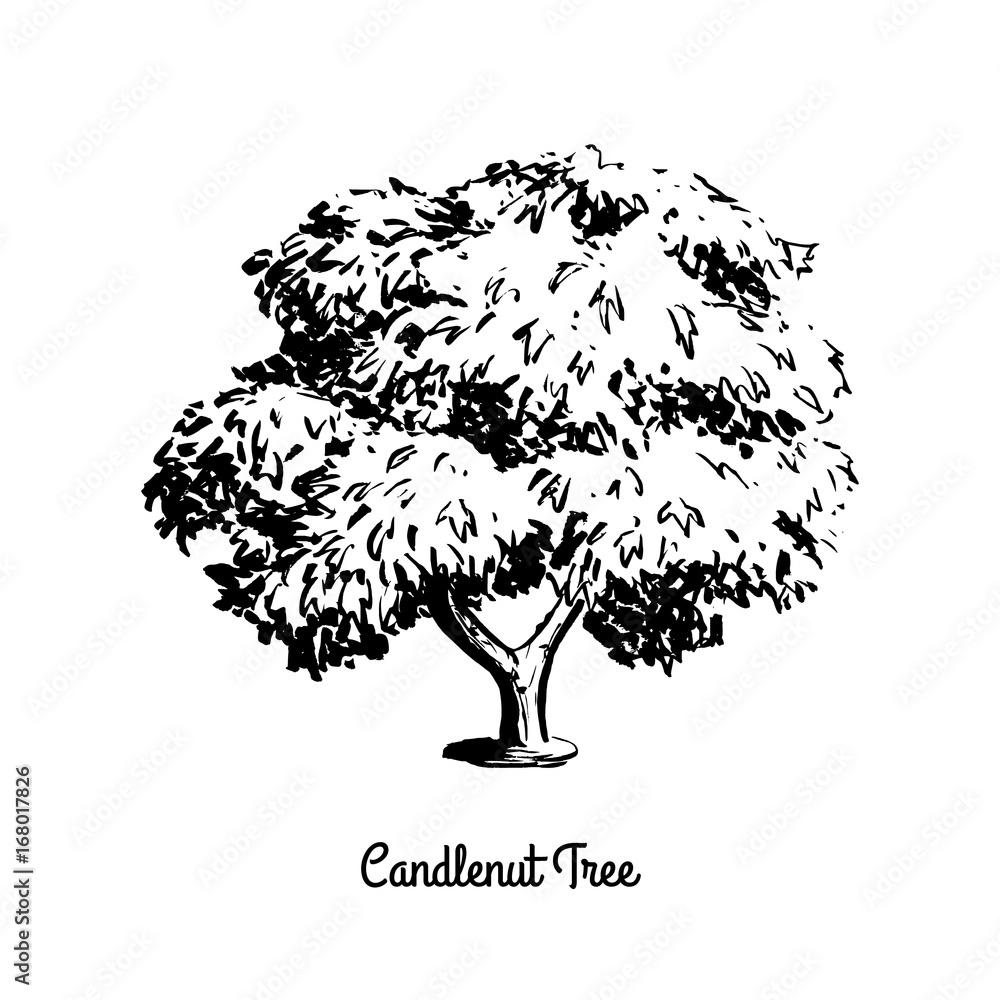 kamatis tree drawing