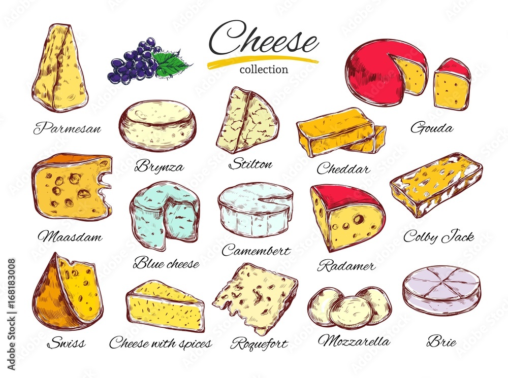 Cheese collection. Vector hand drawn illustration of cheese types ...