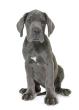 Great Dane Puppy Dog Free Stock Photo - Public Domain Pictures