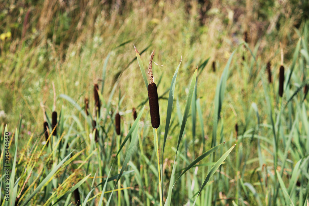 wetland-plant Typha latifolia, the Broadleaf cattail - from the cattail ...