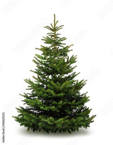 Tannenbaum – Stock-Foto | Adobe Stock