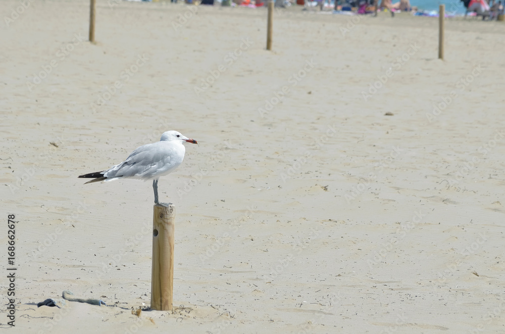 Seagull over wood stick at the beach, with the eye opened. Lateral view ...