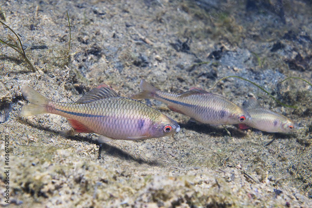 Bitterling (Rhodeus amarus) Stock Photo | Adobe Stock