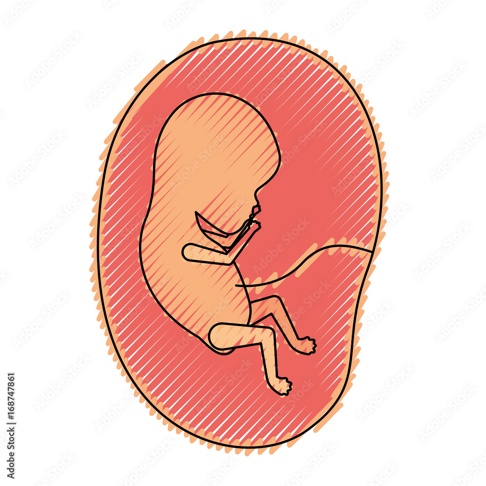 colored crayon silhouette of side view fetus human growth in placenta a ...