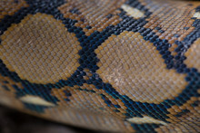 Common Northern Boa Free Stock Photo - Public Domain Pictures