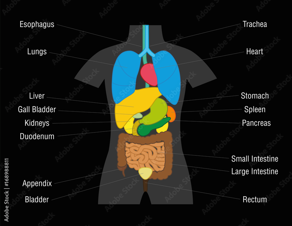Inner organs chart - schematic illustration with colored organs and ...