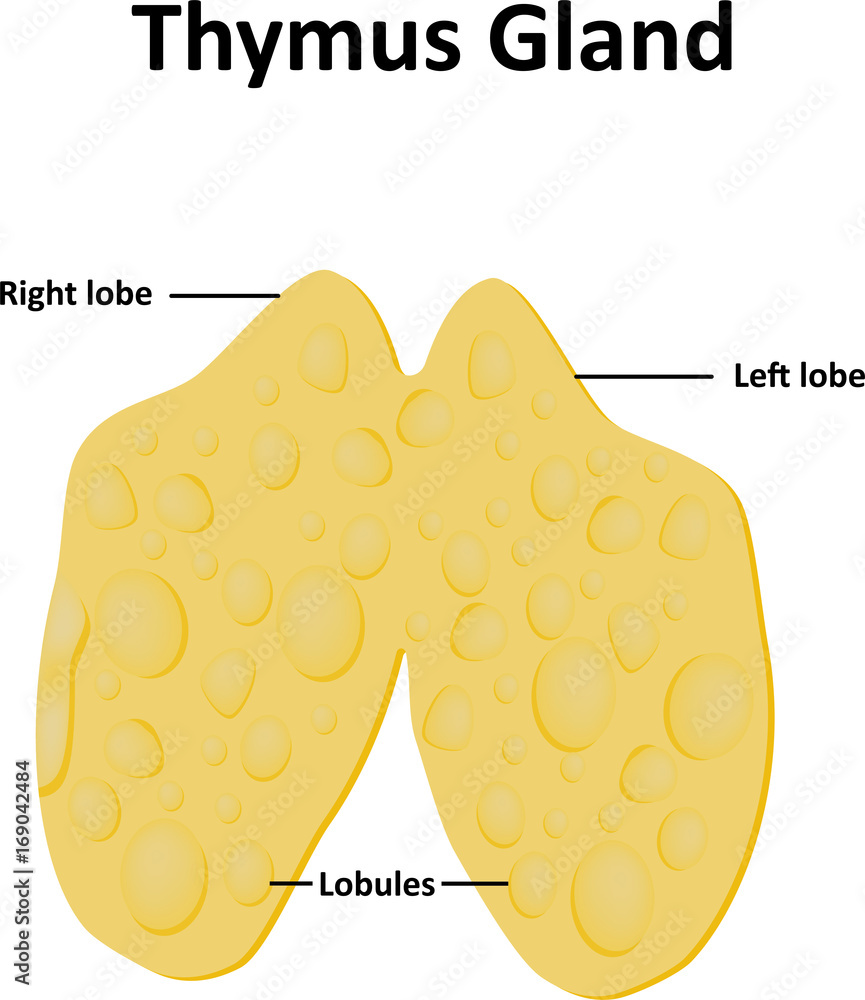 Thymus Gland Labelled Illustration Stock Vector | Adobe Stock