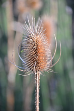 Teasel, Thistle, Plant Free Stock Photo - Public Domain Pictures