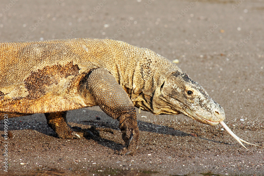 Komodo dragon, famous reptile lizard species, with its tongue ...