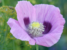Purple Poppy Free Stock Photo - Public Domain Pictures