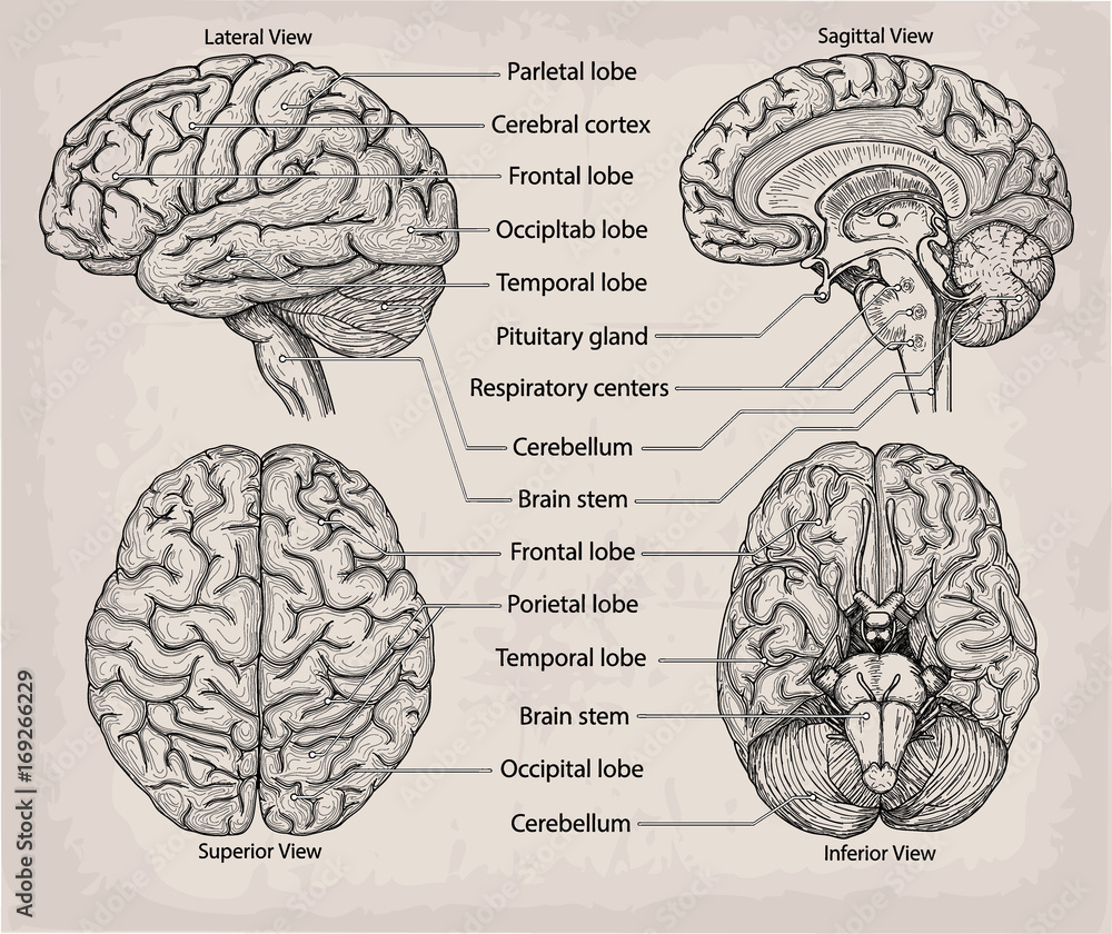 Anatomical Brain organ. Medicine, Vector illustration poster ...
