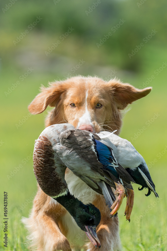 close up of duck hunting dog with duck in mouth Stock Photo | Adobe Stock