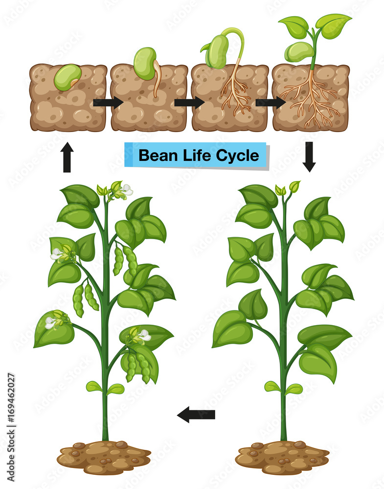Diagram showing life cycle of bean Stock Vector | Adobe Stock