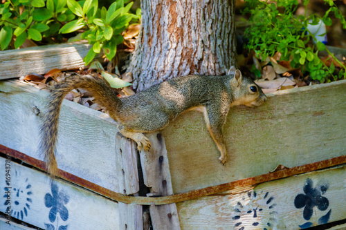 Exhausted squirrel resting in the shade Stock Photo | Adobe Stock