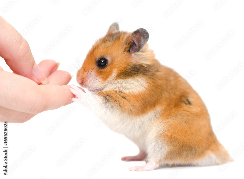 Cute Syrian hamster sitting on its hind legs and holding a human finger ...