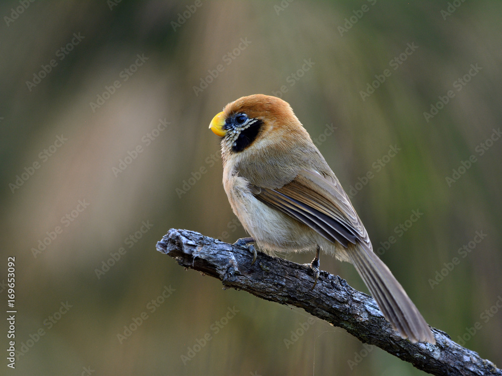 Spot-breasted parrotbill (paradoxornis guttaticollis) beautiful brown ...