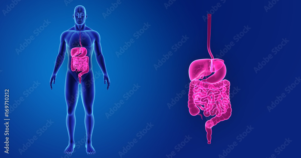 Digestive system zoom with organs anterior view Stock Photo | Adobe Stock