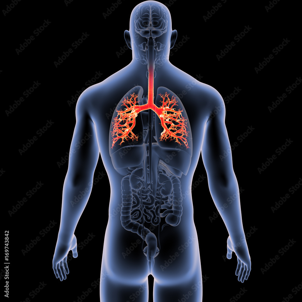 Trachea with Organs posterior view Stock Photo | Adobe Stock