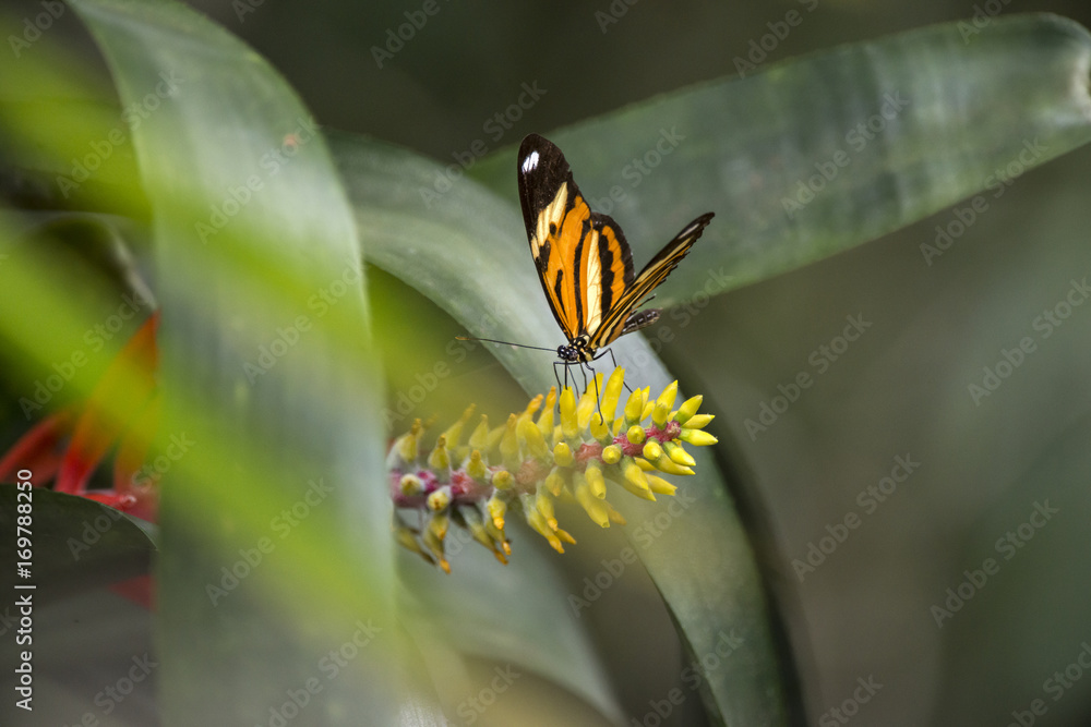 Maria-boba (Heliconius ethilla narcaea) | Ethilia longwing fotografado ...
