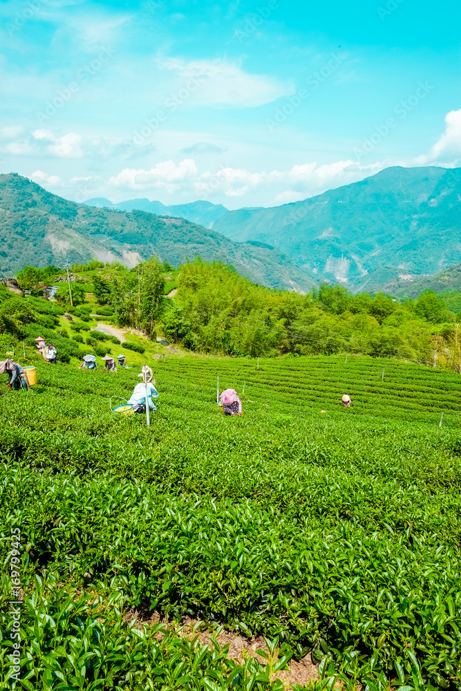Asia culture concept image - Farmers pick up fresh organic tea bud ...