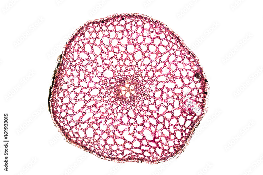 cross section of a plant stem under a microscope Stock Photo | Adobe Stock