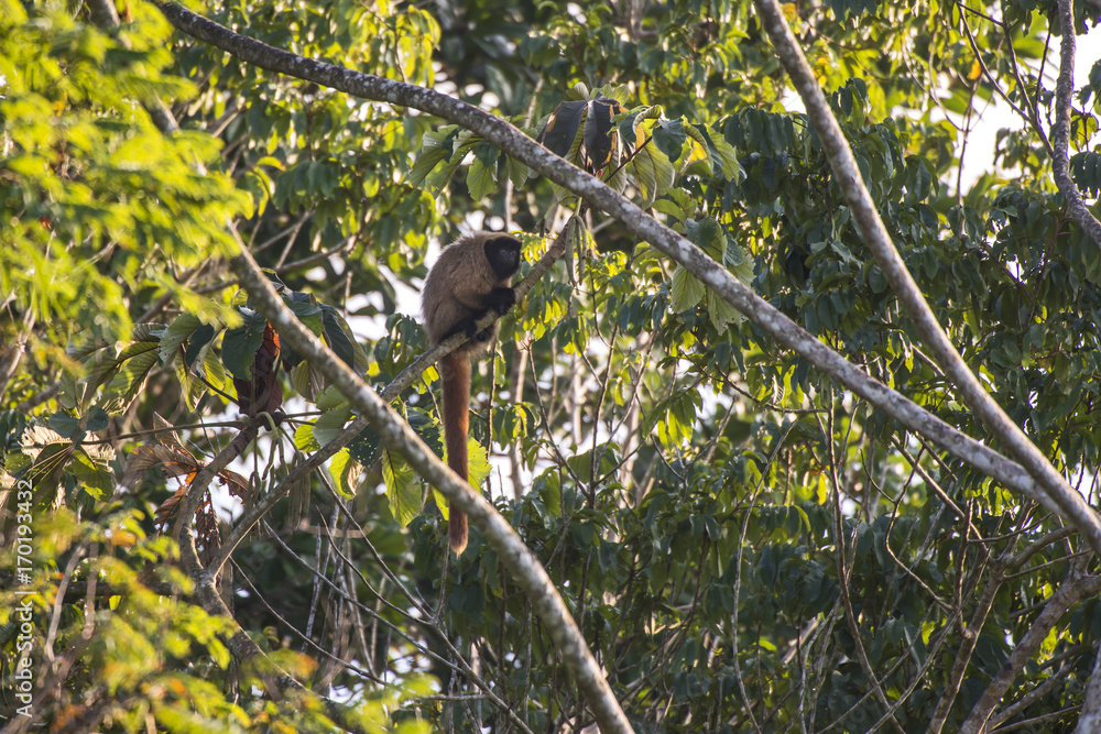 Guigo (Callicebus personatus) | Masked titi monkey photographed in ...