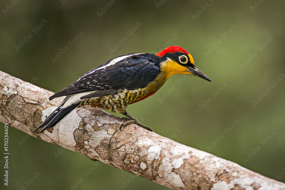 Benedito-de-testa-amarela (Melanerpes flavifrons) | Yellow-fronted ...