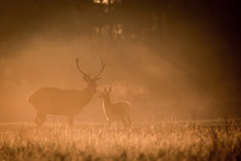 Common Deer Free Stock Photo - Public Domain Pictures