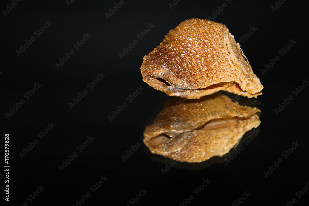 The top view of a praying mantis ootheca with a mirrored reflection ...