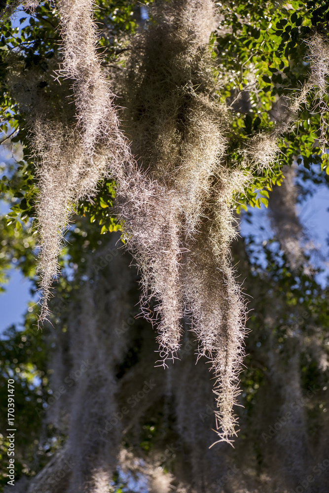 Barba-de-velho (Tillandsia usneoides) | Spanish moss photographed in ...