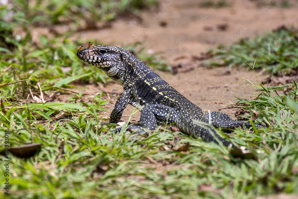 Stock-Foto „Teiú (Salvator merianae) | Black-and-white Tegu ...
