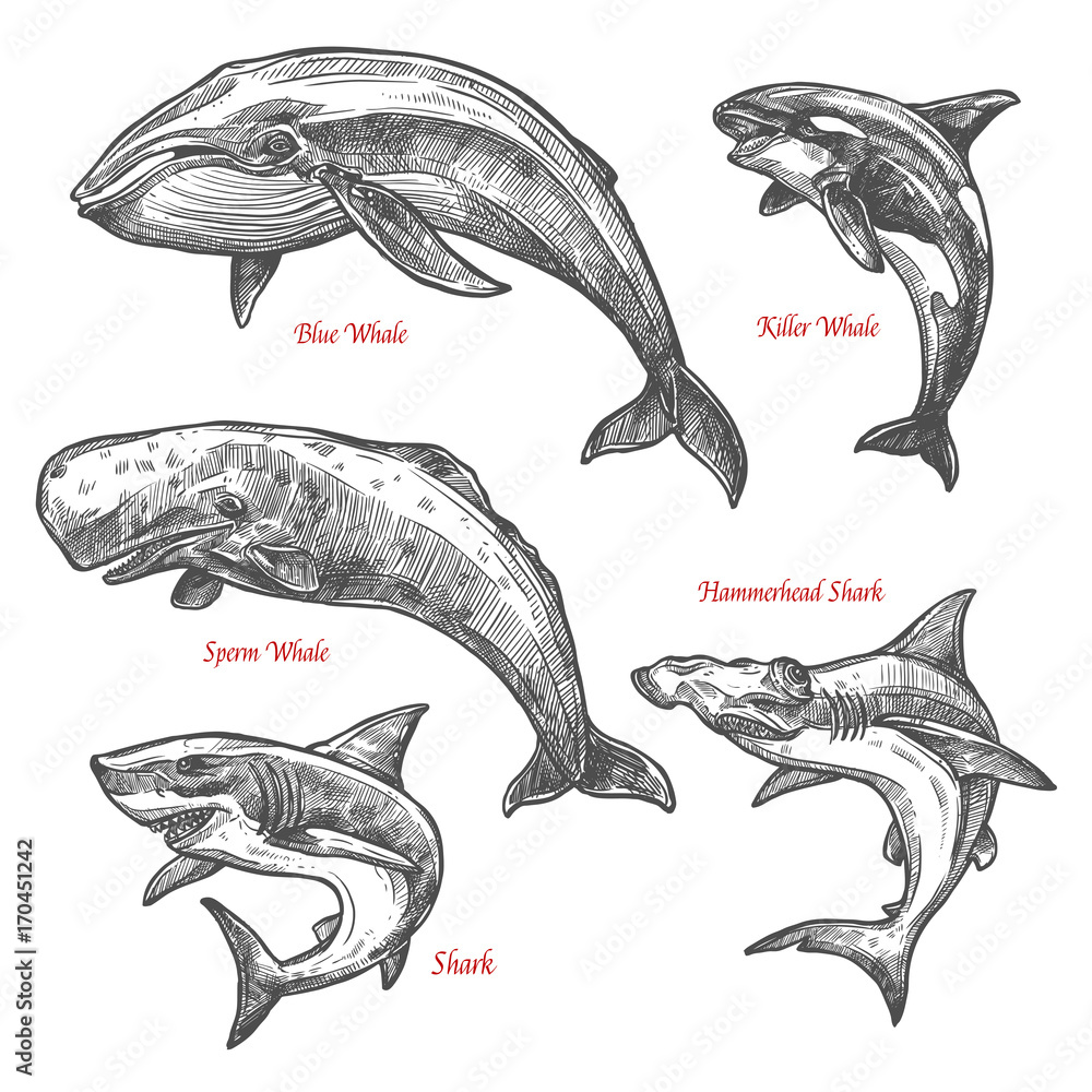 Giant sea animals shark whales vector sketch icons Stock Vector | Adobe ...