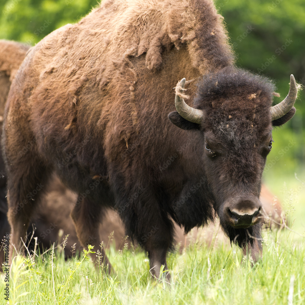 Bison grazing at Minneopa State Park Stock Photo | Adobe Stock