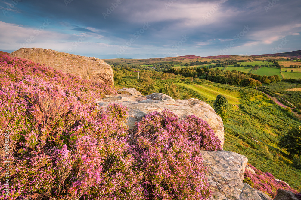 Rothbury Terraces Heather and Crags, which walk offers views over the ...