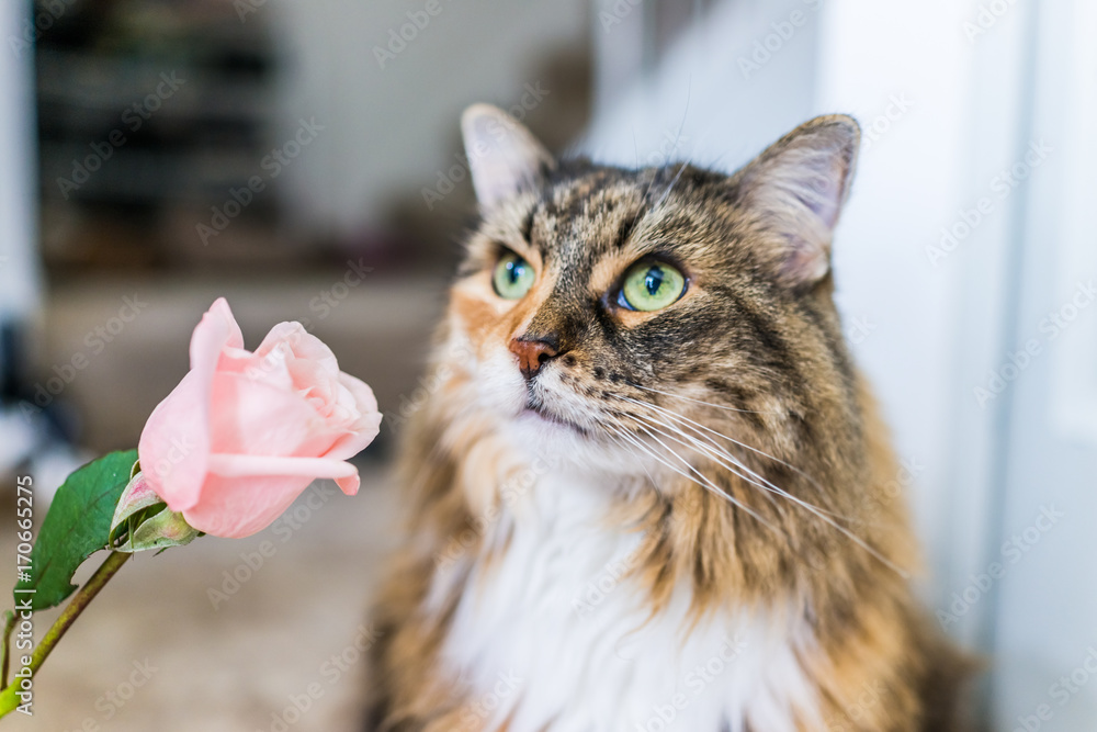 Closeup portrait of curious calico maine coon cat smelling sniffing ...