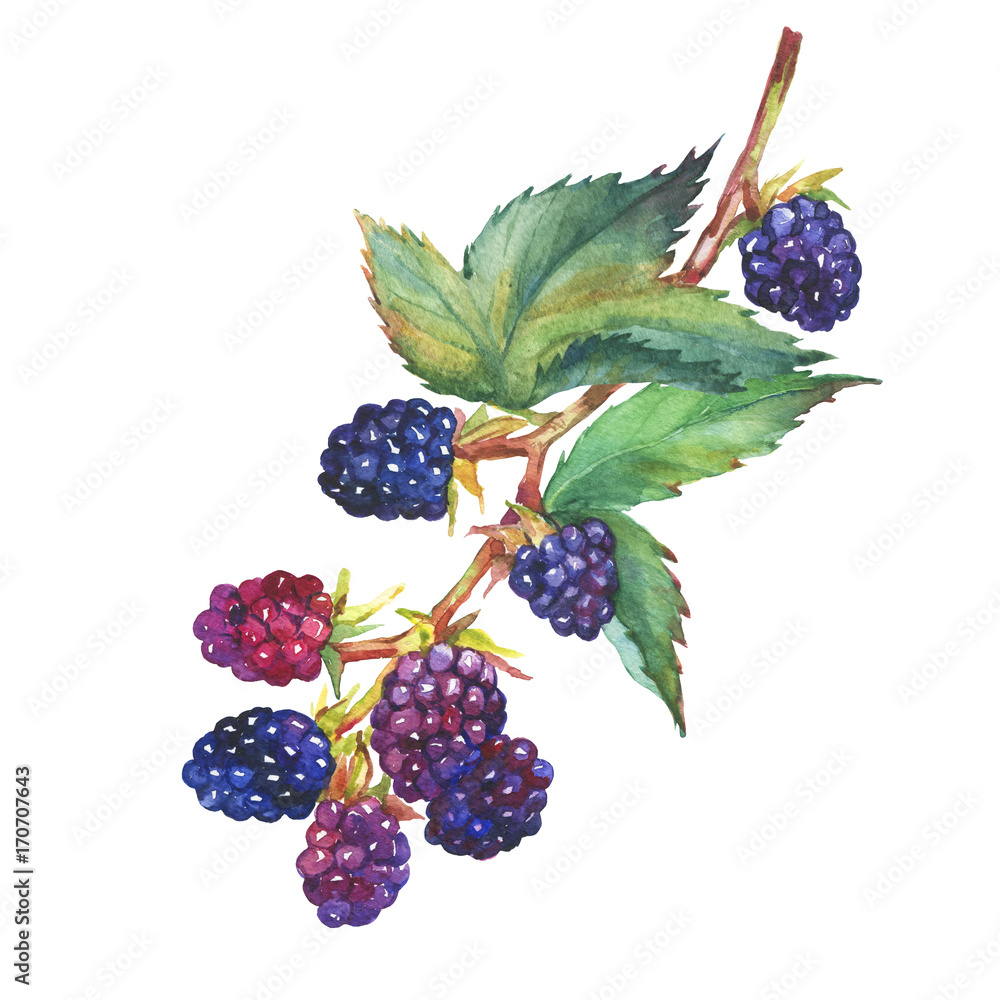 blackberries drawing