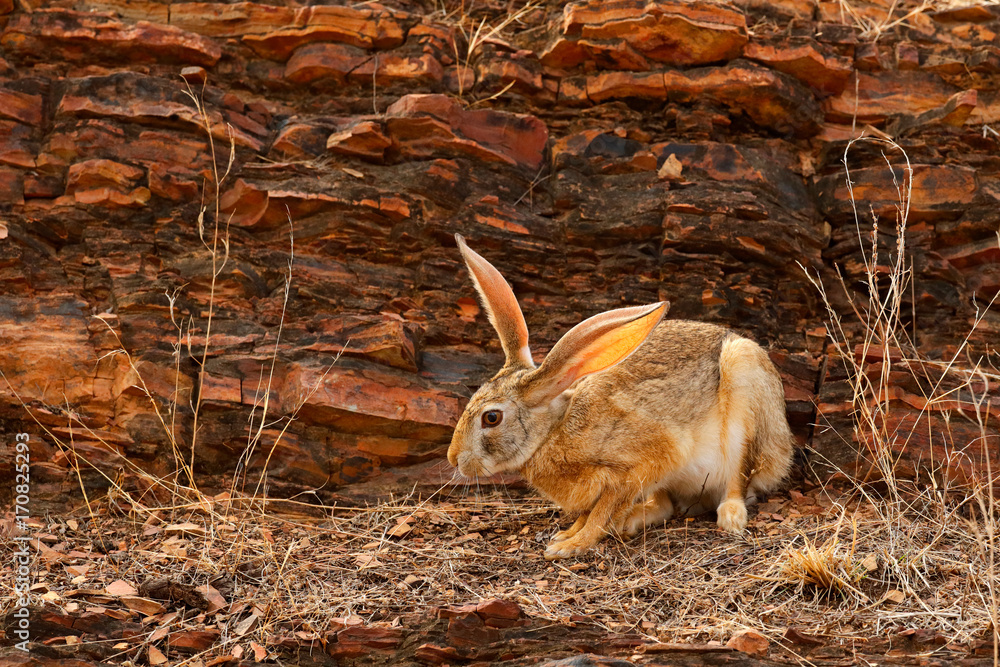 Indian hare, Lepus nigricollis grazing, Ranthambore national park ...