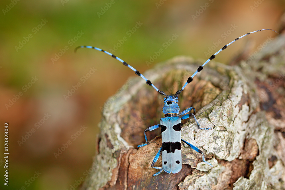 Rosalia Longicorn, Rosalia alpina, in the nature green forest habitat ...