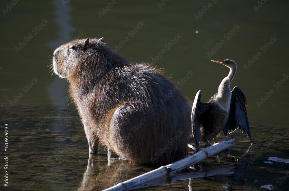 In and around Campinas, Brazil. Capivara, the world's largest rodent ...