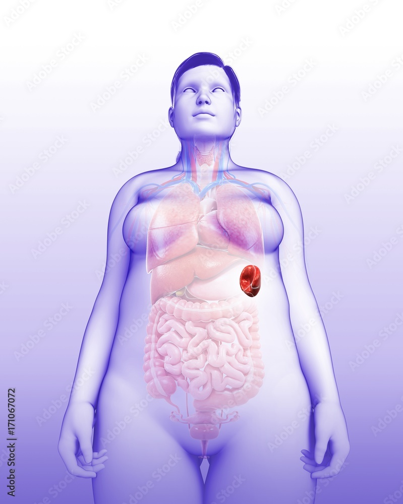 Female spleen anatomy, illustration Stock Photo | Adobe Stock