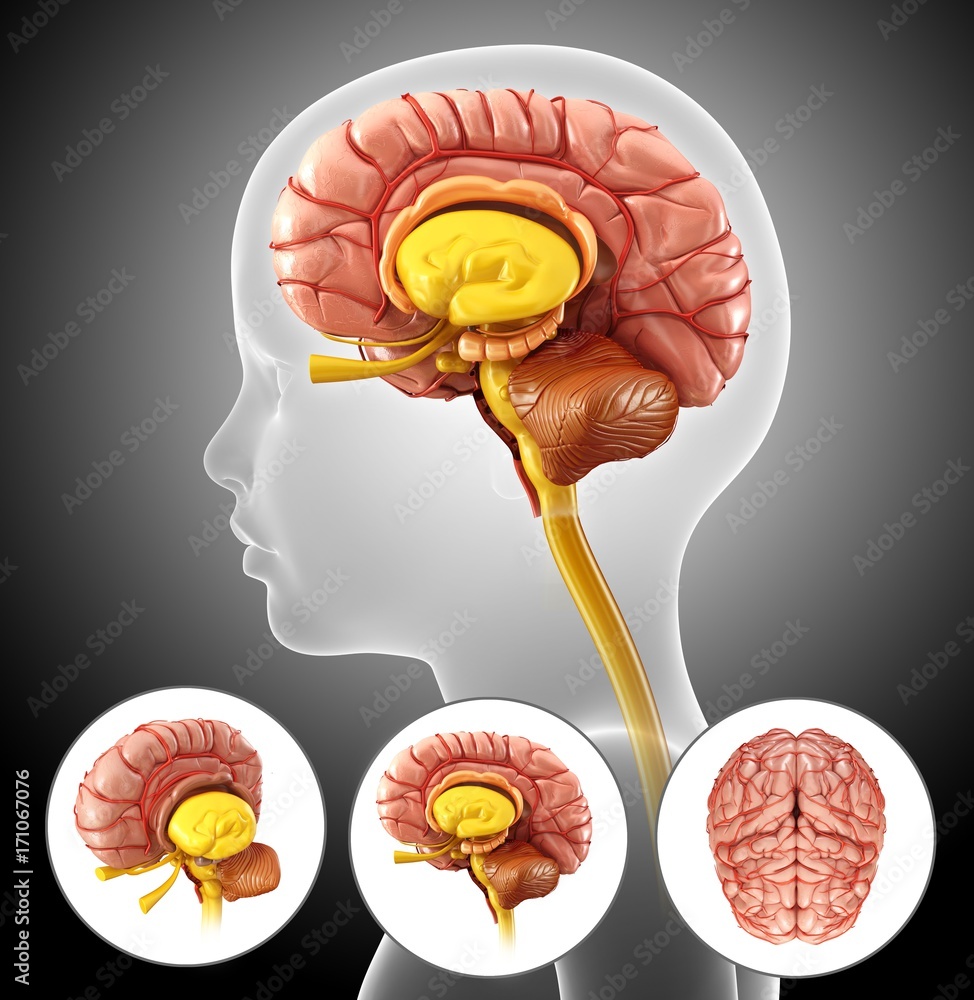 Illustration of a child's brain anatomy Stock Photo | Adobe Stock